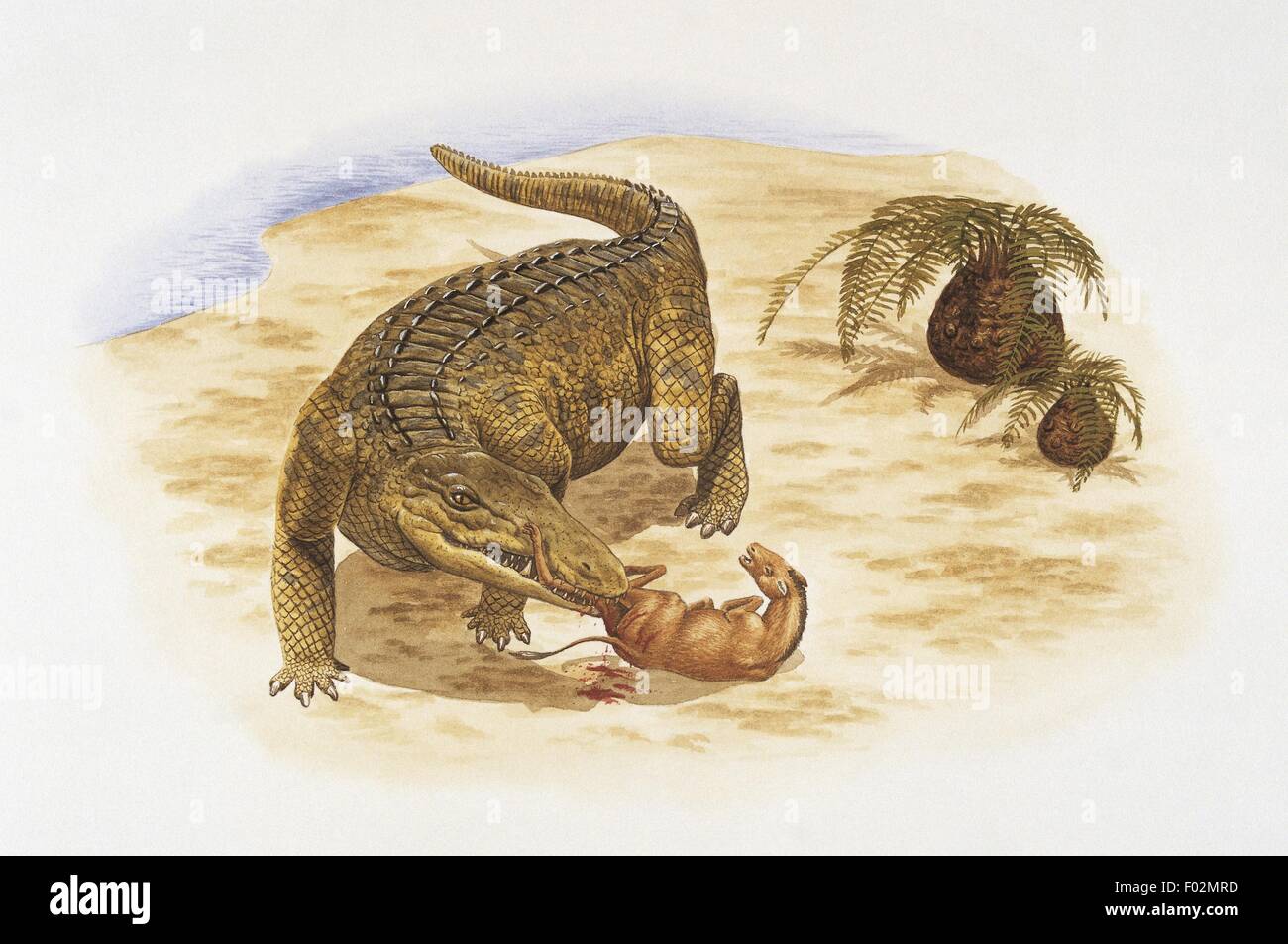 Eocene illustration hi-res stock photography and images - Alamy