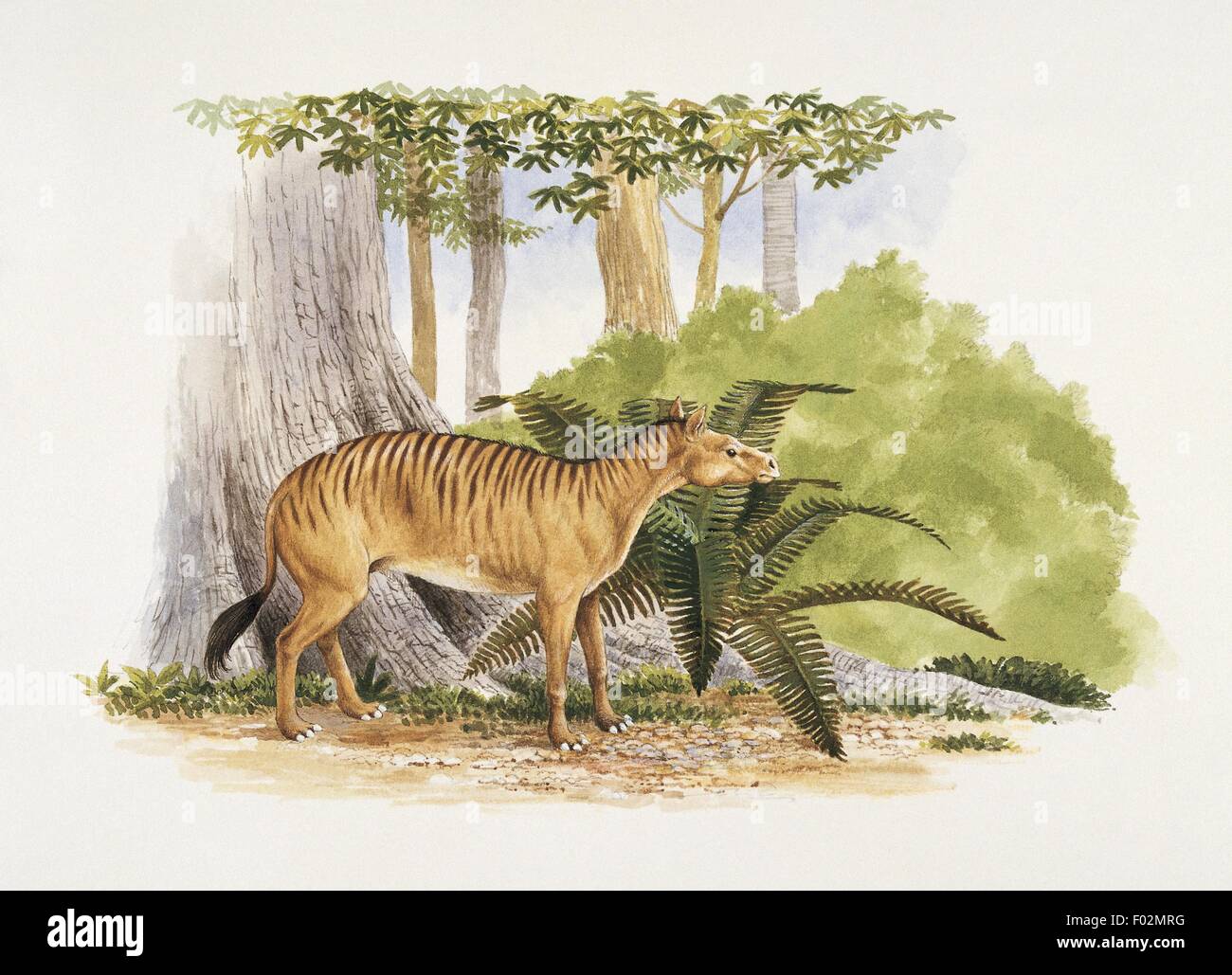 Palaeozoology - Eocene - Hyracotherium (art work by Nick Pike Stock ...