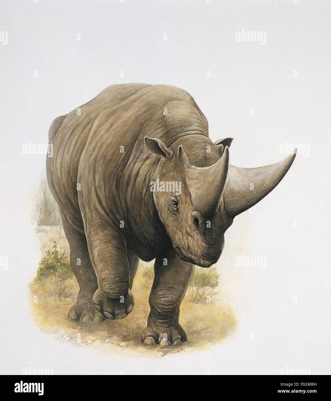 Prehistoric mammals illustration hi-res stock photography and images ...