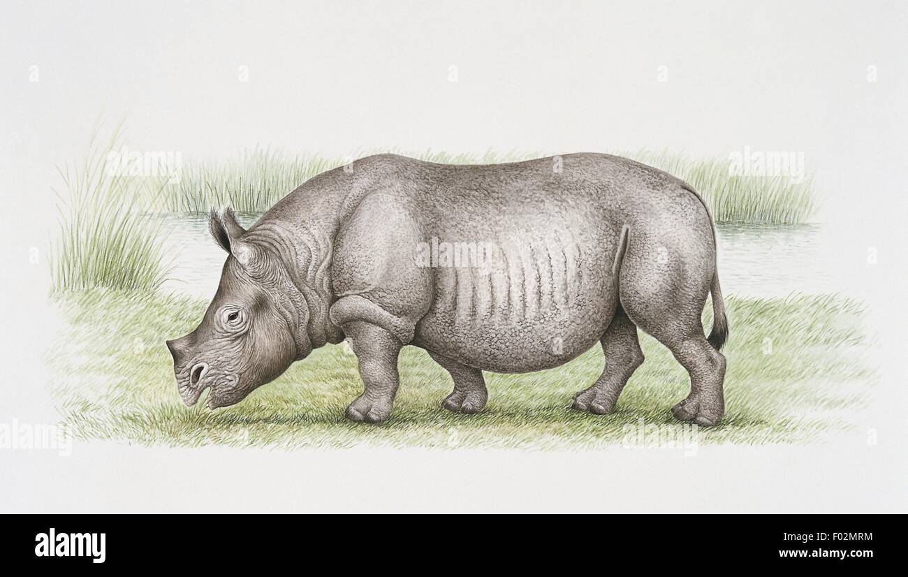 Palaeozoology - Miocene - Teleoceras (art work by R. Budden Stock Photo ...