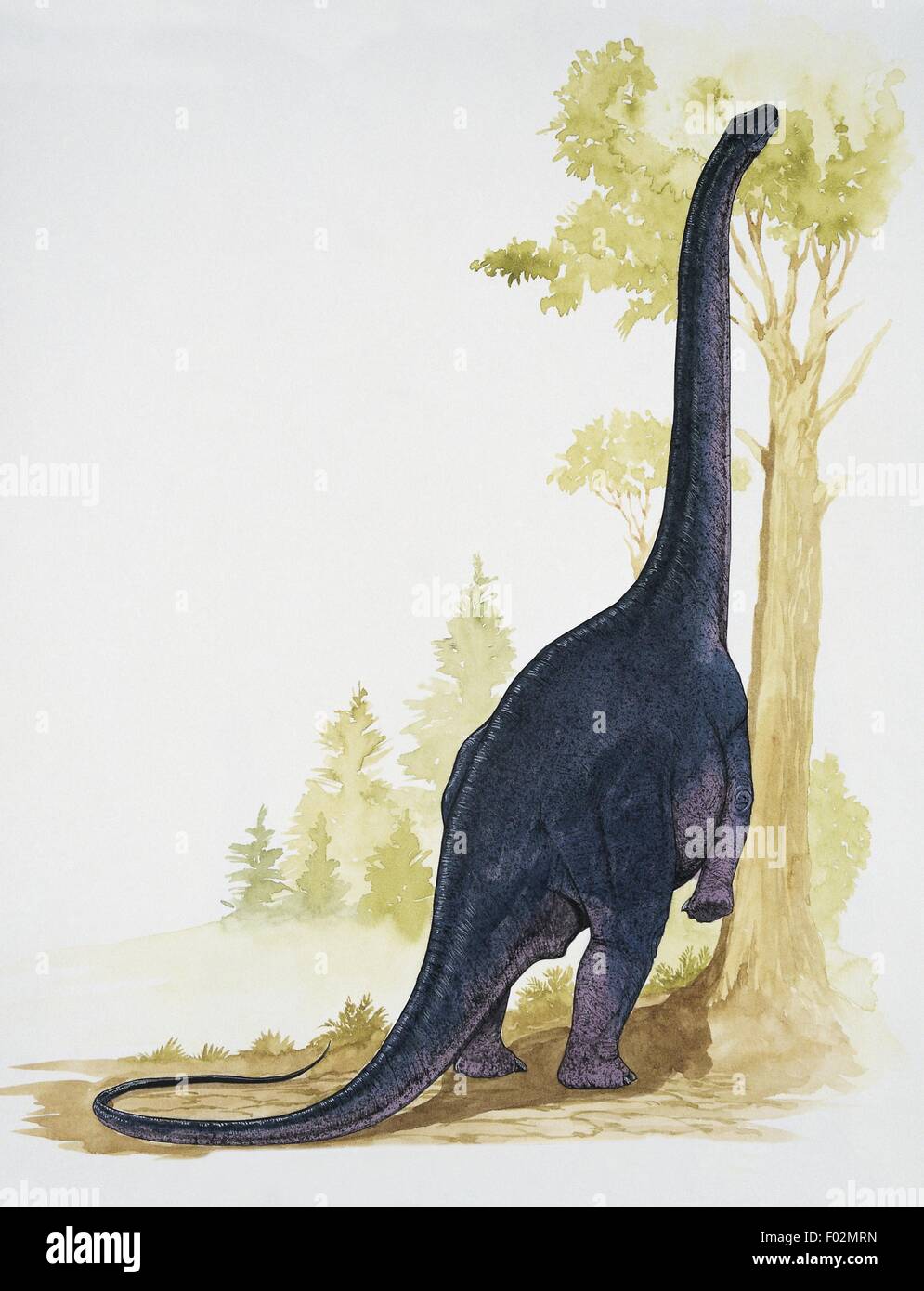 Nemegtosaurus mongoliensis hi-res stock photography and images - Alamy