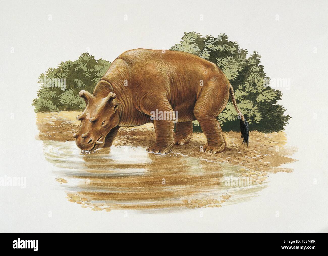 Palaeozoology - Eocene - Uintatherium (art work by Nick Pike Stock ...