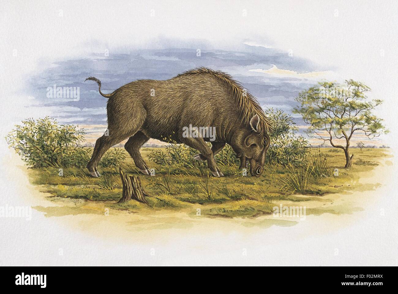 Dinohyus hi-res stock photography and images - Alamy