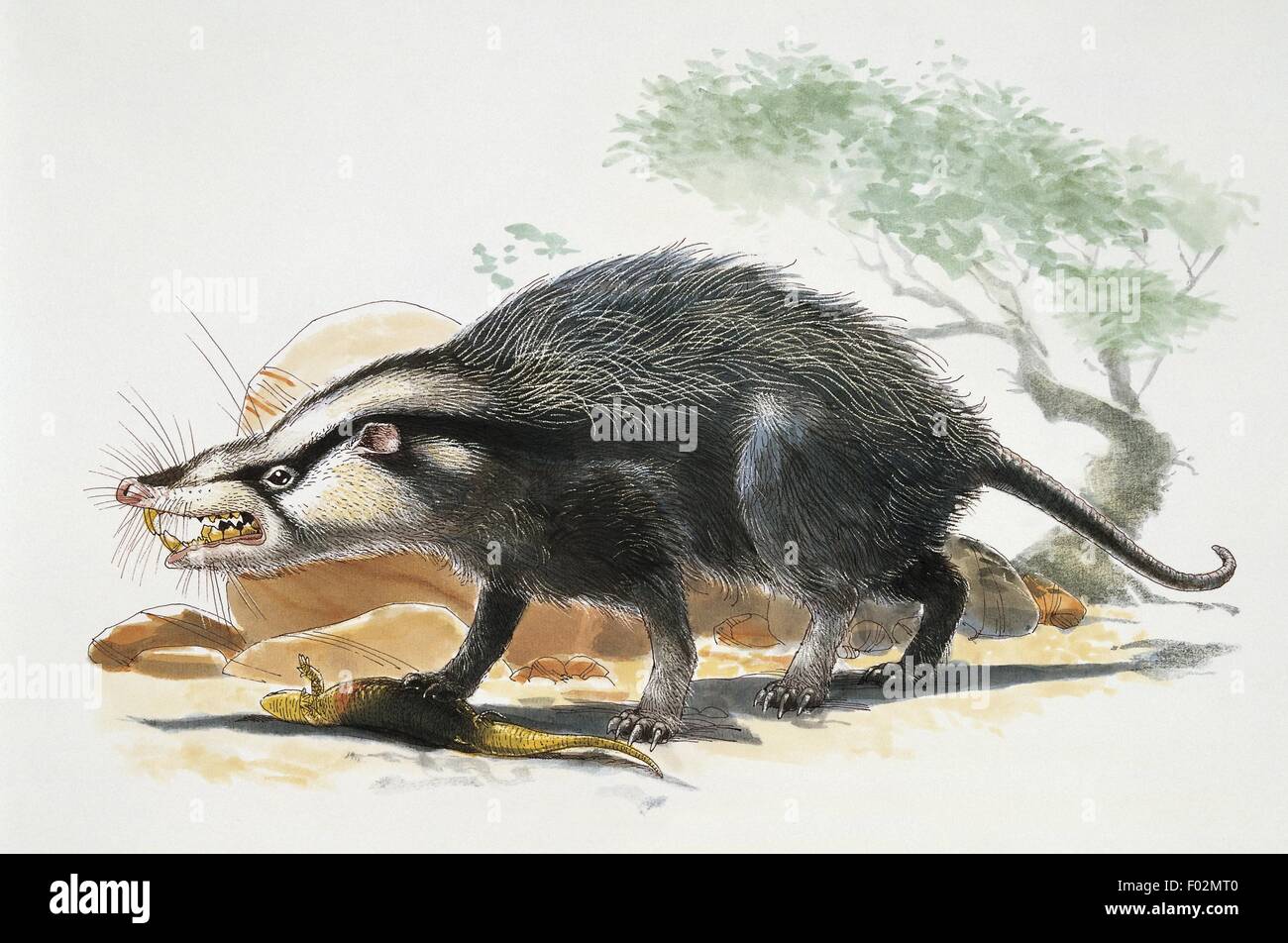 Palaeozoology - Miocene - Deinogalerix (art work by James Robins Stock ...