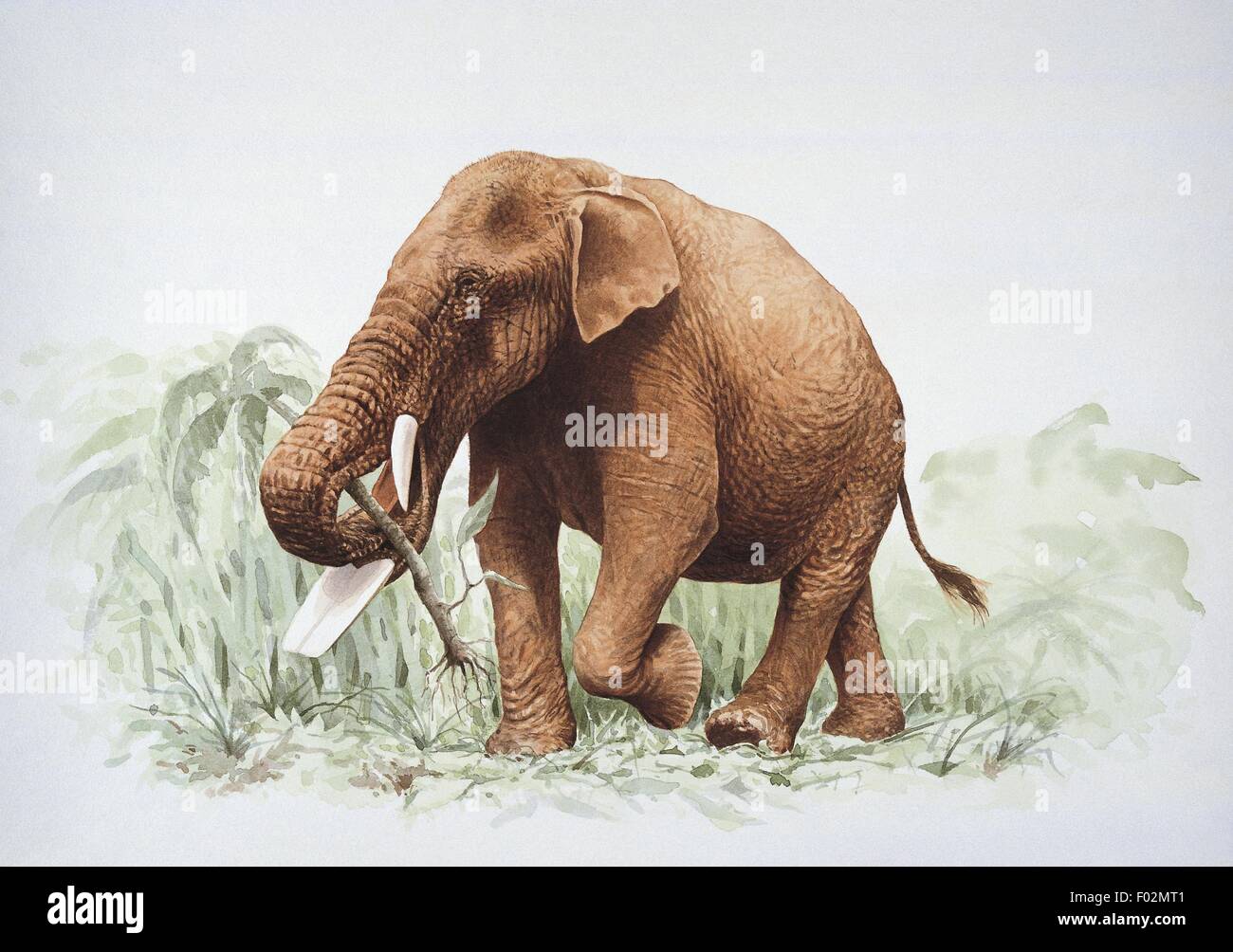 Amebelodon hi-res stock photography and images - Alamy
