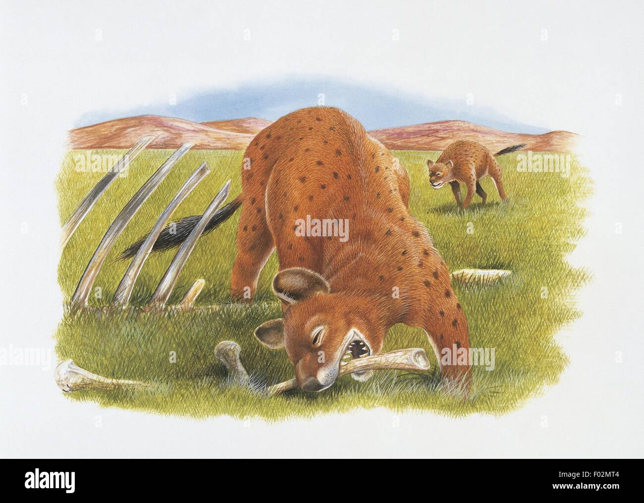 Palaeozoology - Miocene/Pleistocene - Osteoborus (art work by Steve ...