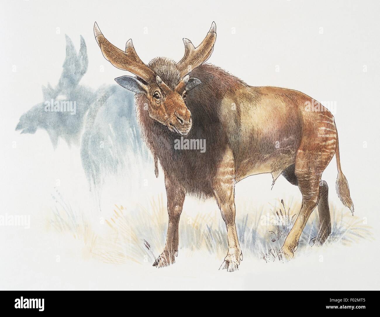 Pliocene paleocene hi-res stock photography and images - Alamy