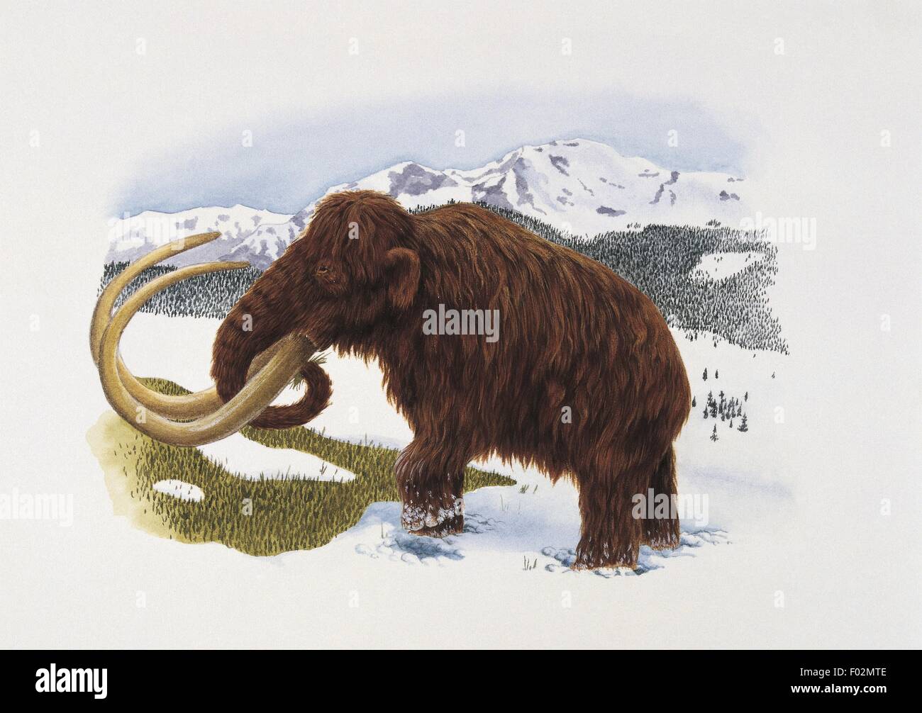 Palaeozoology - Pleistocene - Mammuthus (art work by Barry Croucher ...