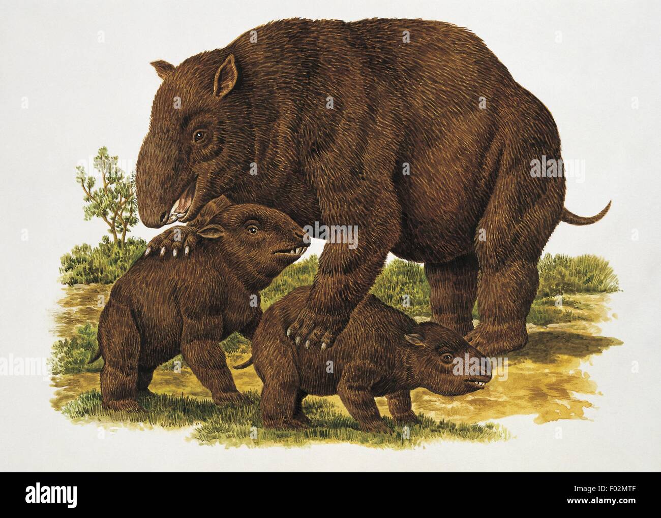 Diprotodon hi-res stock photography and images - Alamy