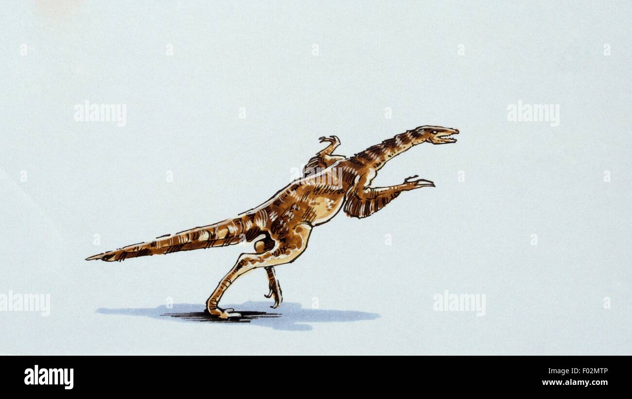 Avimimidae hi-res stock photography and images - Alamy