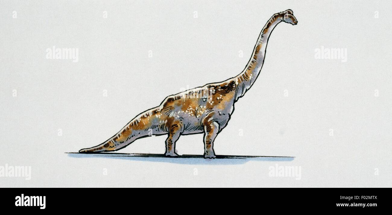 Astrodon johnstoni, Pleurocoelidae, Early Cretaceous. Illustration ...