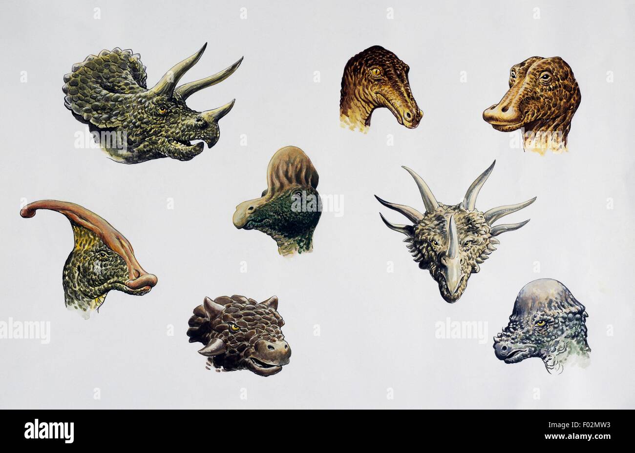 Detail of some dinosaurs heads, from left to right and top to bottom ...