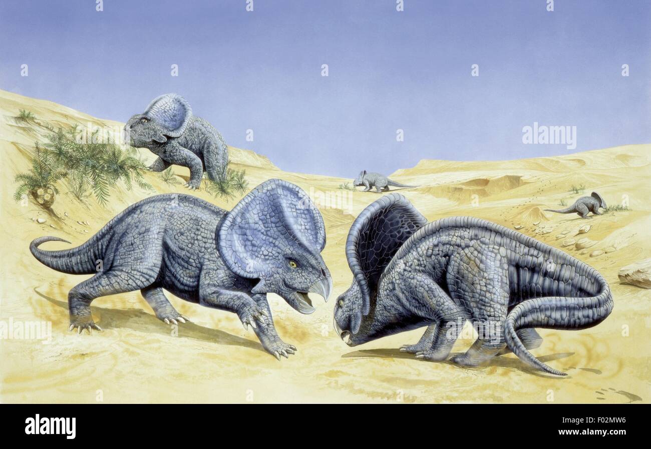 Palaeozoology - Cretaceous period - Dinosaurs - Protoceratops - Art ...