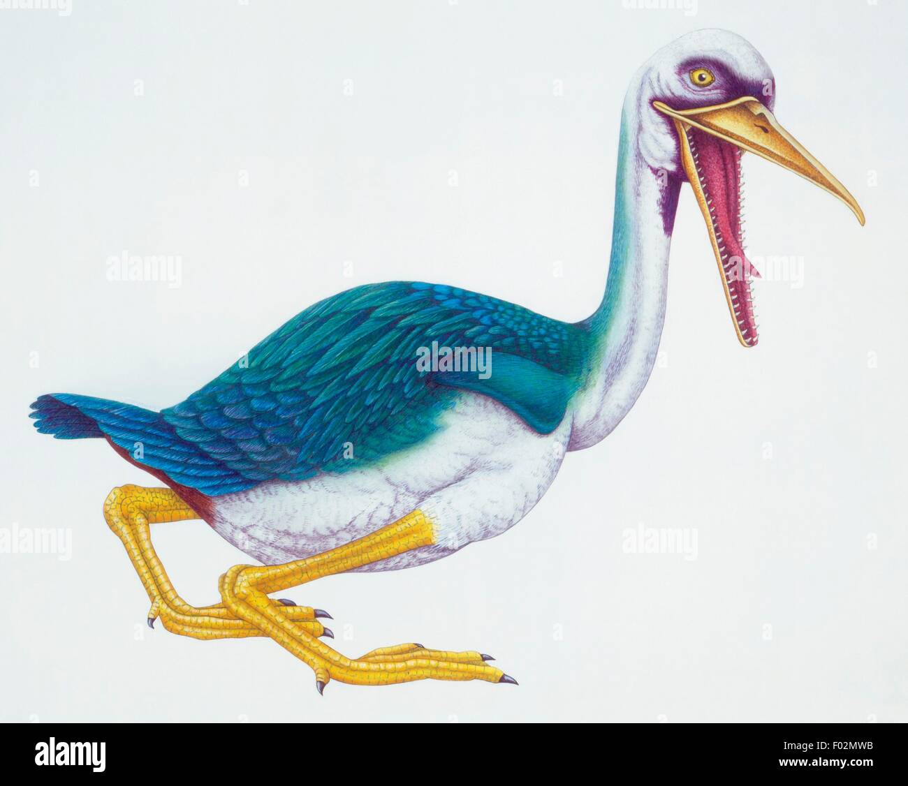 Hesperornis sp, Hesperornithidae, Late Cretaceous. Illustration Stock ...