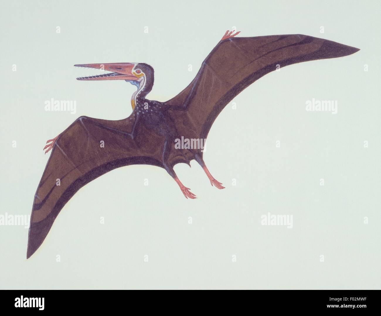 Palaeozoology - Triassic Period/Cretaceous Period - Pterosauro. Art ...