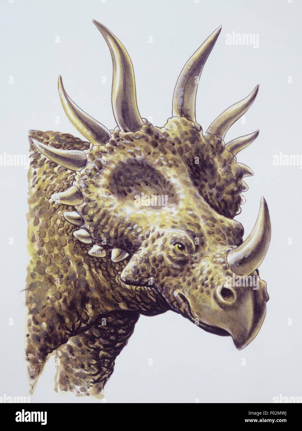 Palaeozoology - Cretaceous period - Dinosaurs - Styracosaurus - Art ...