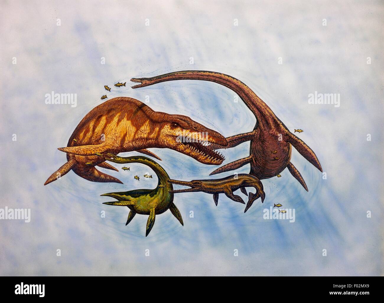 Aquatic dinosaurs belonging to the Plesiosaurs group (Plesiosauria ...
