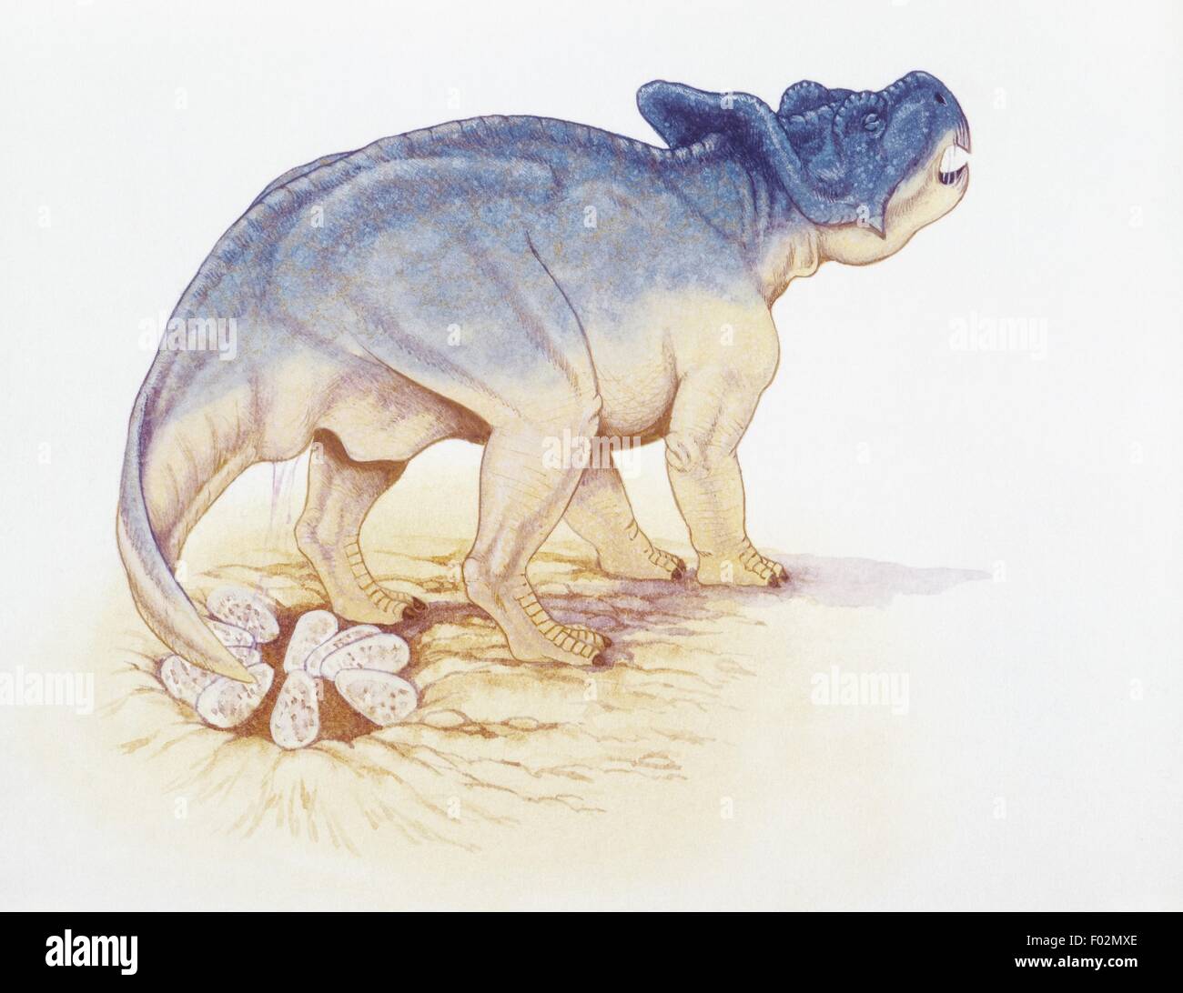 Palaeozoology - Cretaceous period - Dinosaurs - Protoceratops - Art ...