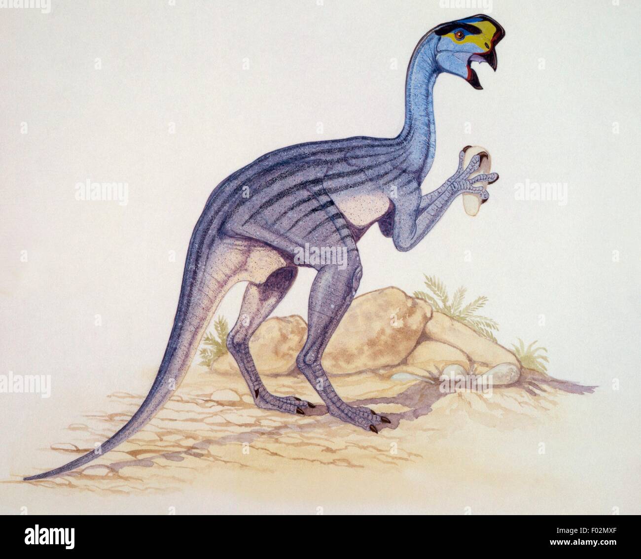 Oviraptor philoceratops, Oviraptoridae, Late Cretaceous. Illustration ...