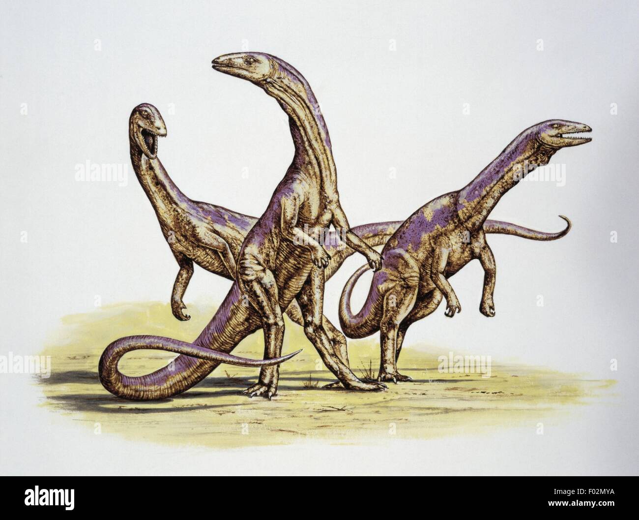 Palaeozoology - Triassic period - Dinosaurs - Coelophysis - Art work by ...
