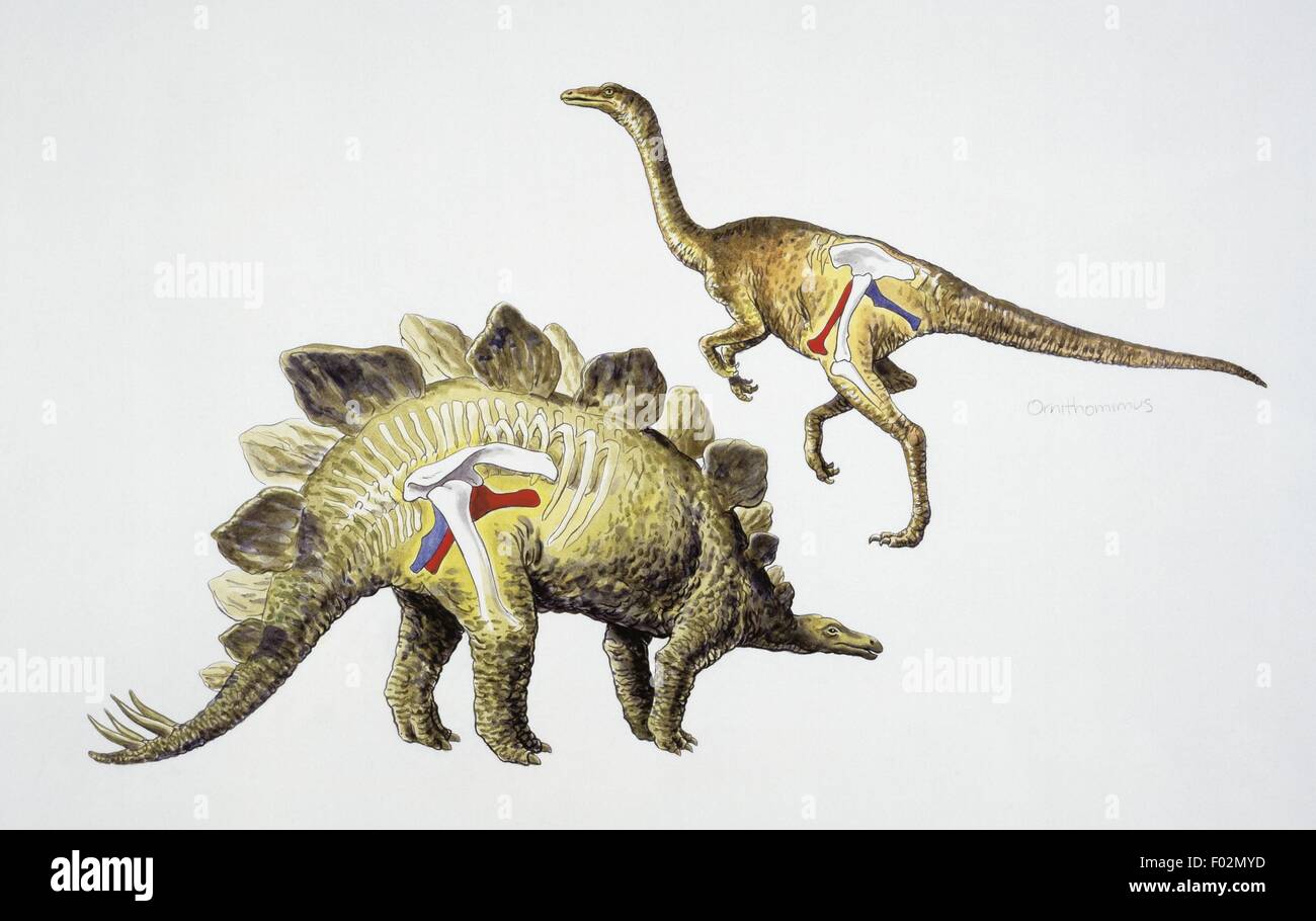 Palaeozoology - Jurassic period - Dinosaurs - Ornithomimus (left) and ...