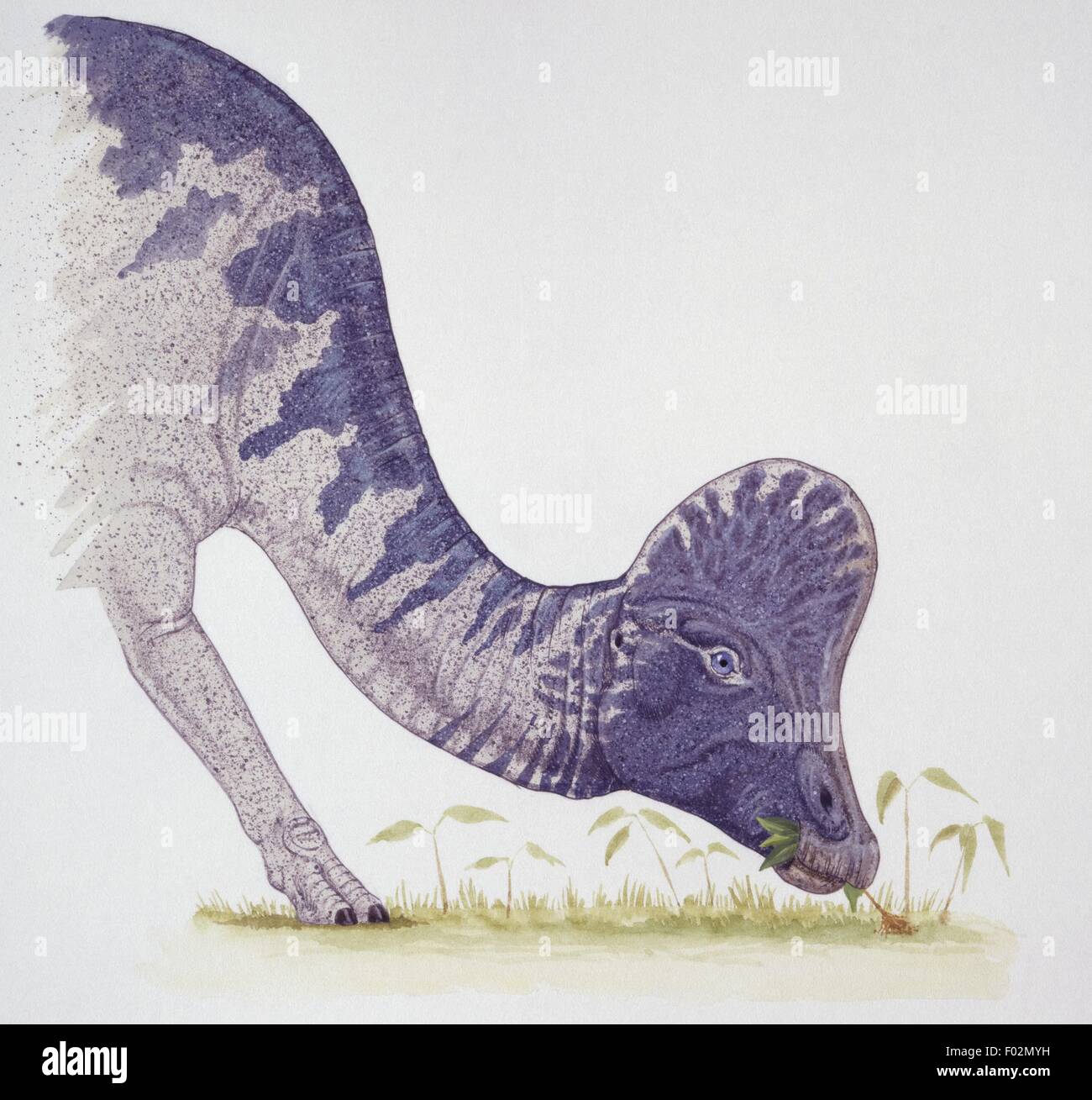 Palaeozoology - Cretaceous period - Dinosaurs - Corythosaurus - Art ...