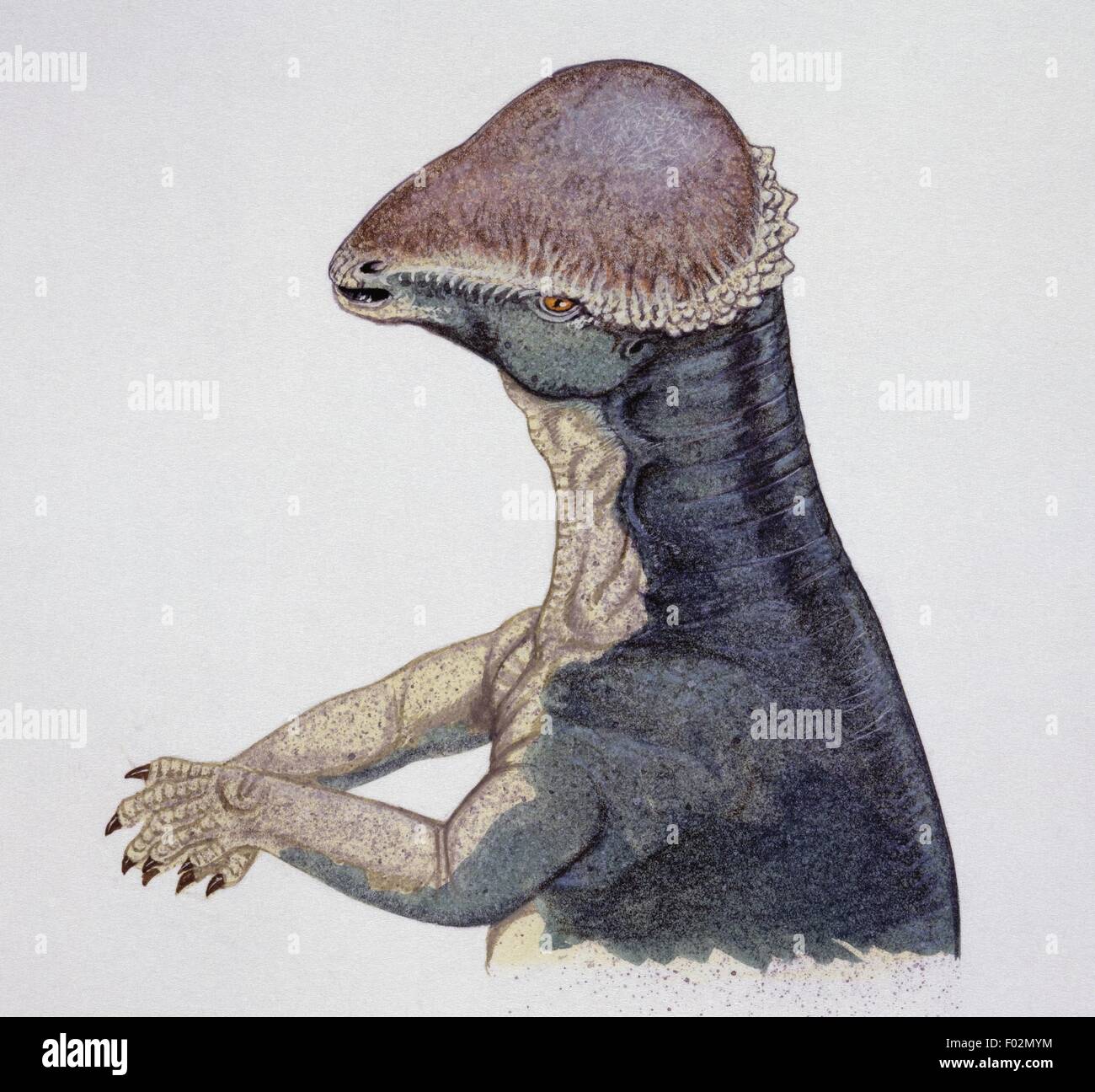 Palaeozoology - Cretaceous period - Dinosaurs - Stegoceras - Art work ...