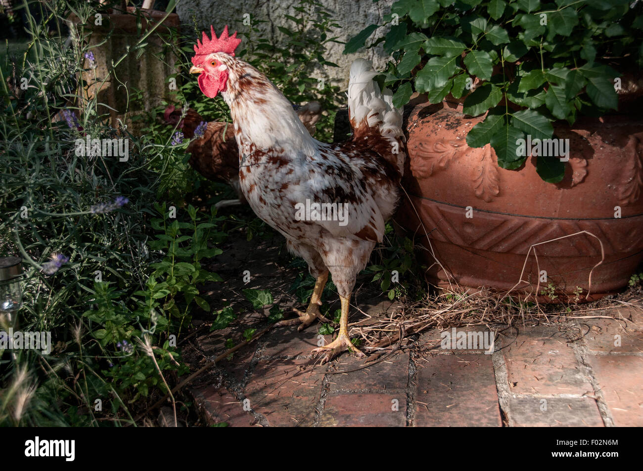 Horizontal rooster hi-res stock photography and images - Alamy