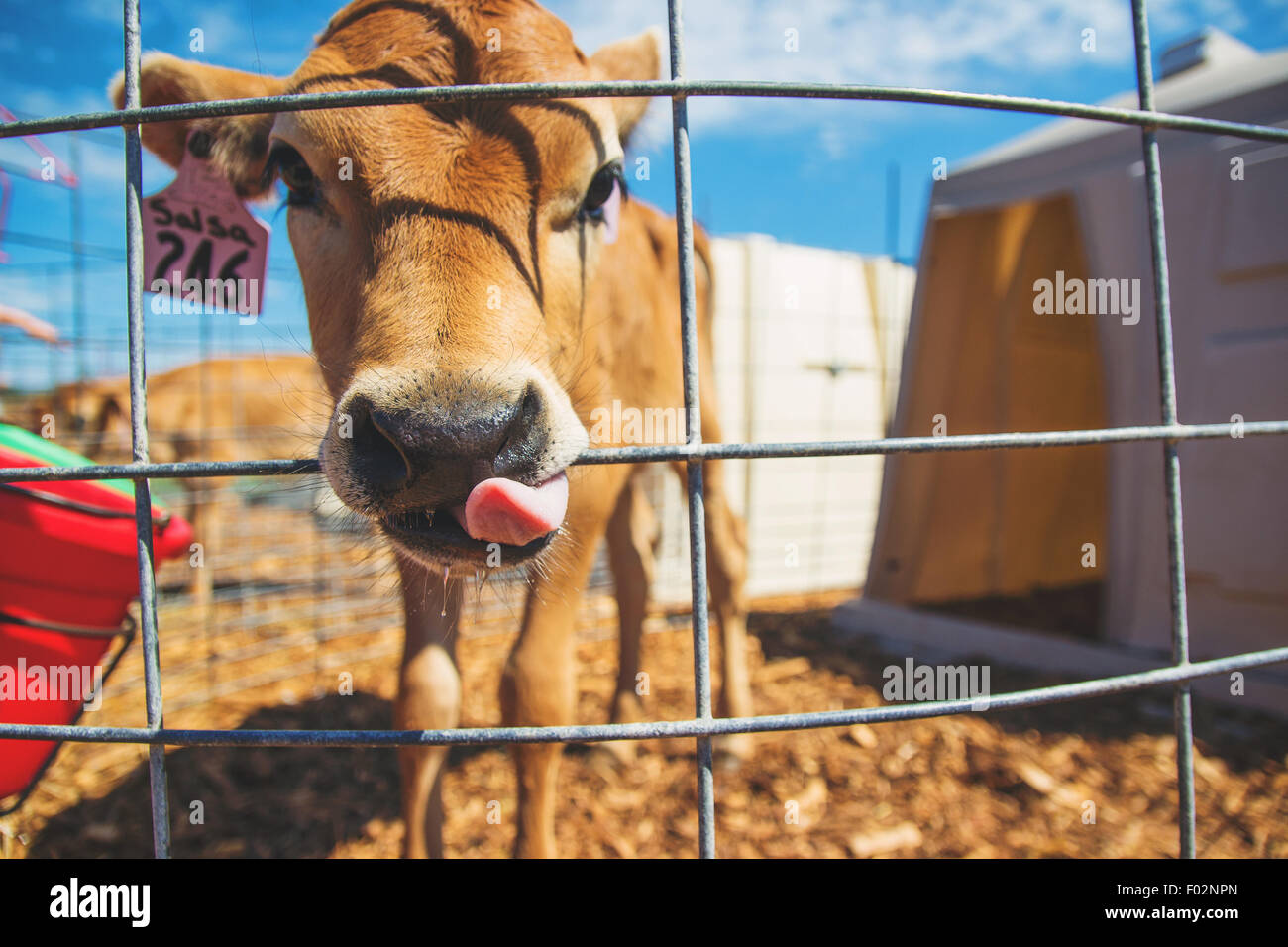 Close-up of cow on farm Stock Photo - Alamy