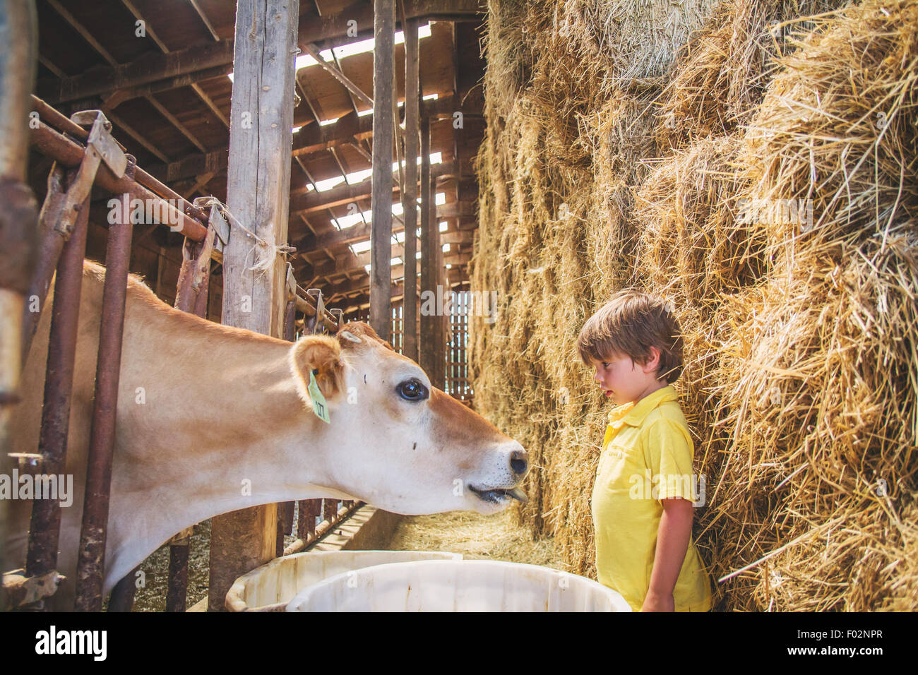 Boy on farm with a cow Stock Photo - Alamy