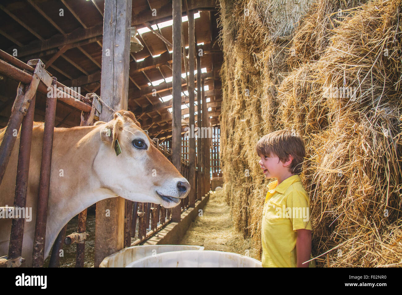 Cow stall hi-res stock photography and images - Alamy