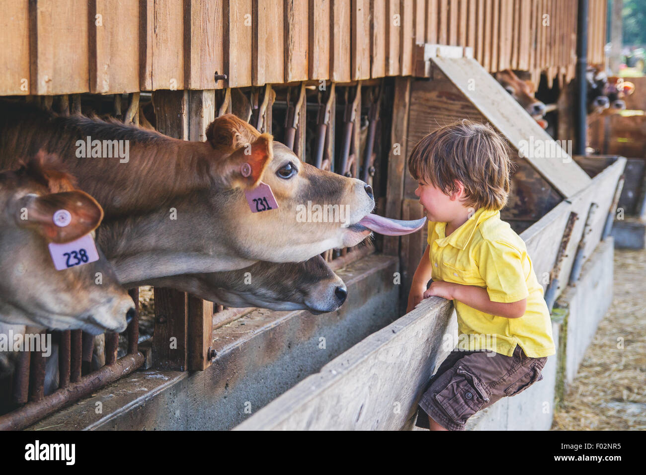Boy looking at cows in stalls Stock Photo - Alamy