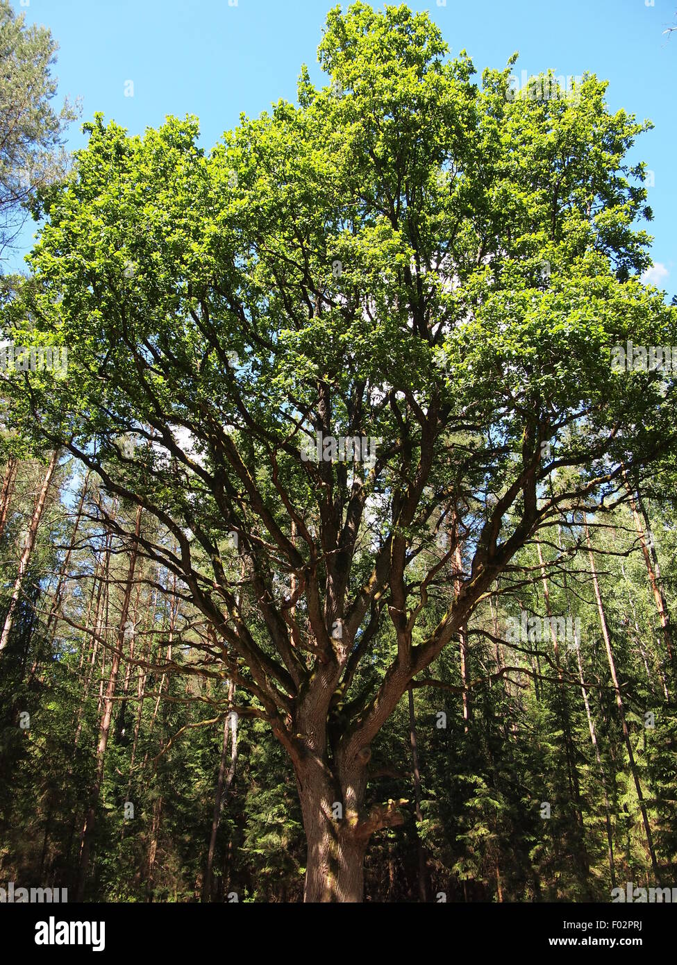 Oak tree in the Dieveniškės Regional Park (Republic of Lithuania Stock ...