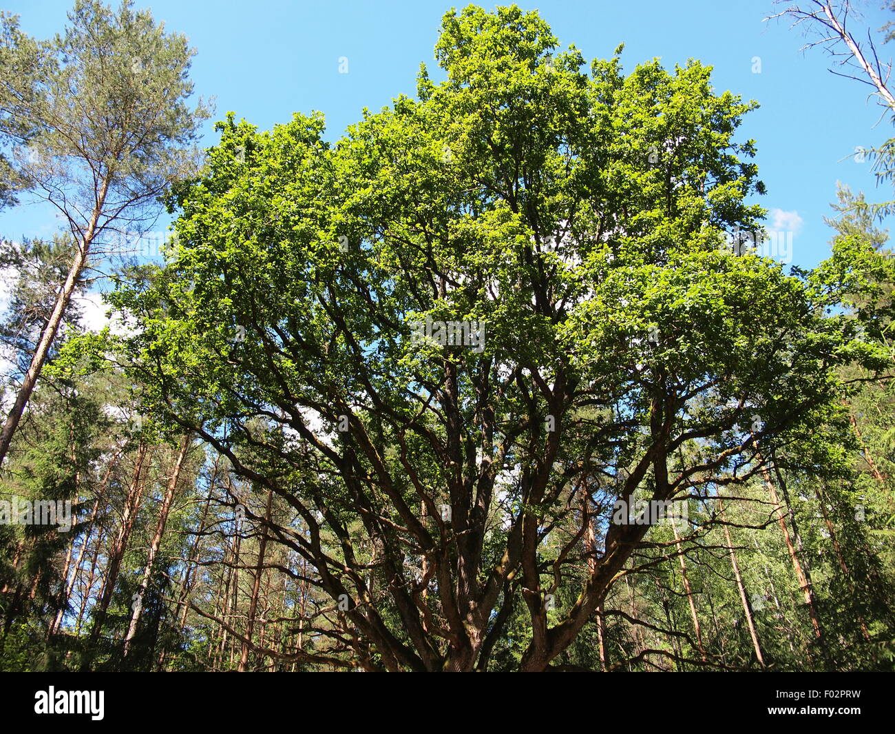Oak tree in the Dieveniškės Regional Park (Republic of Lithuania Stock ...