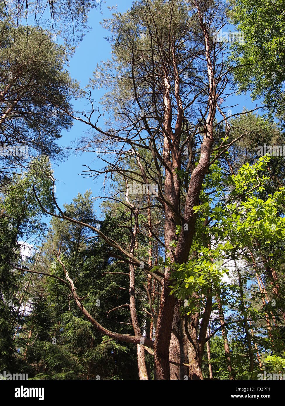 Pine tree in the Dieveniškės Regional Park (Republic of Lithuania Stock ...