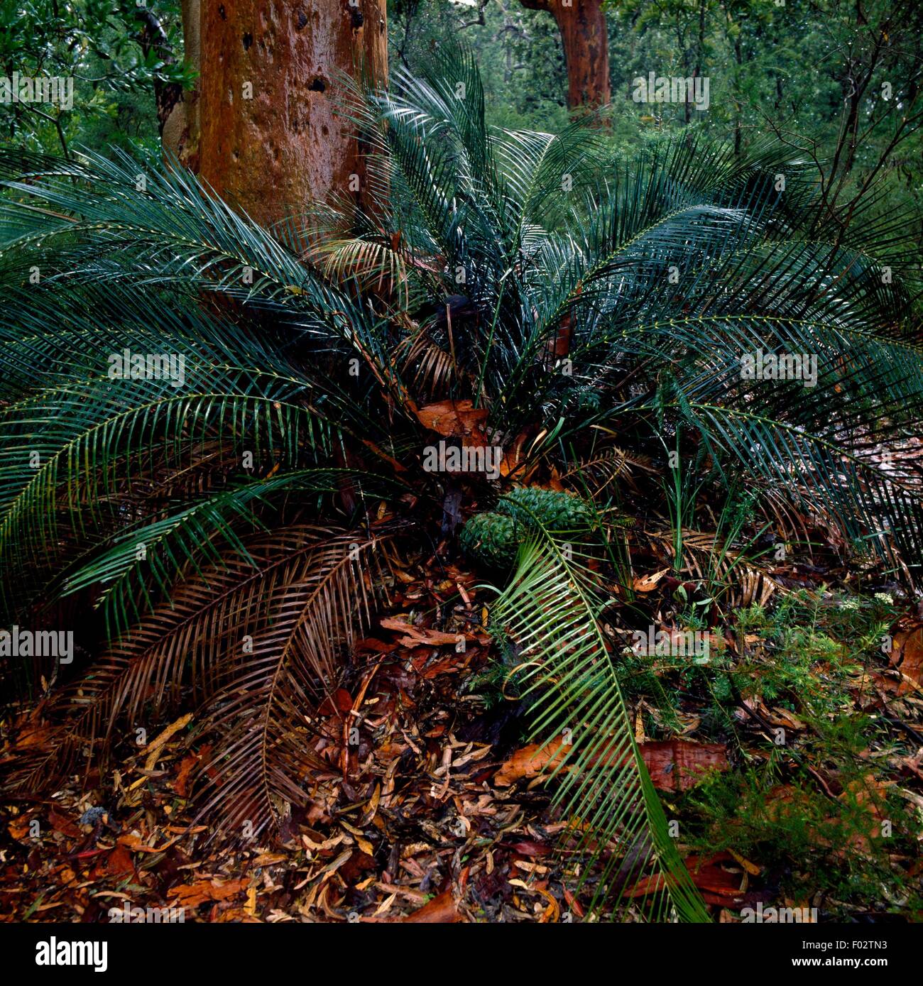 Cycads of the genus Macrozamia, Myall Lakes National Park, New South ...