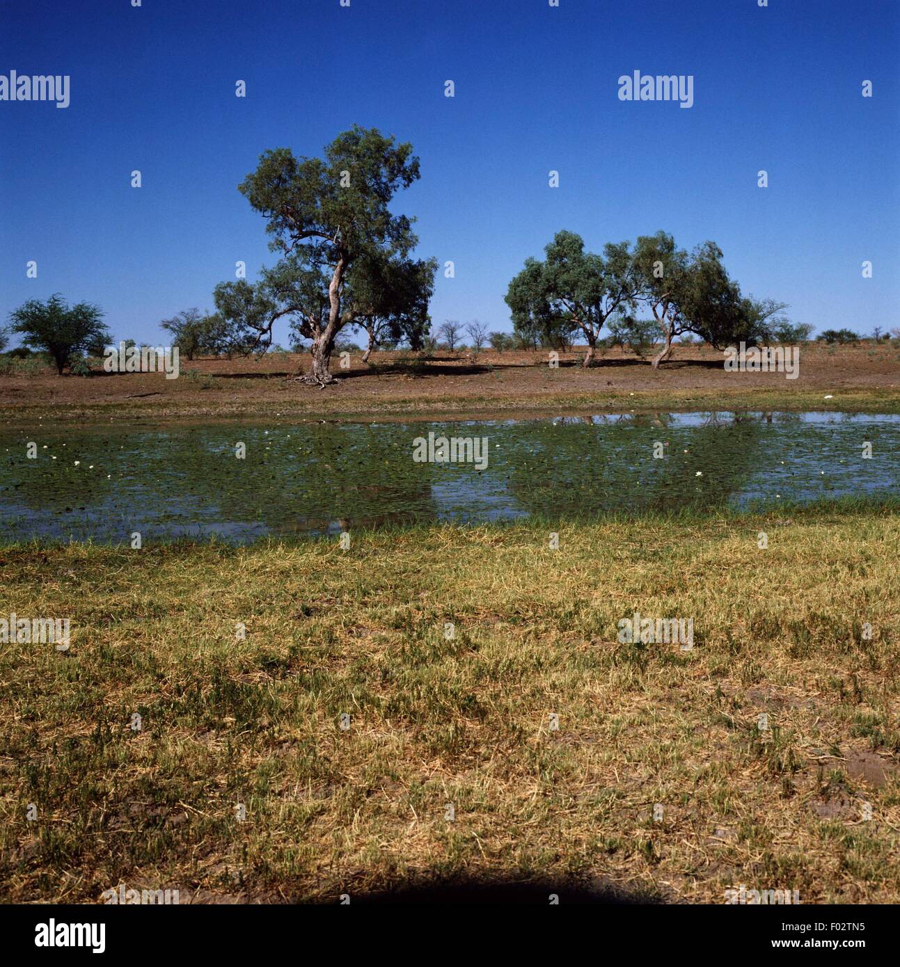 Australia - Queensland - Camooweal surroundings - Damp area, marsh ...