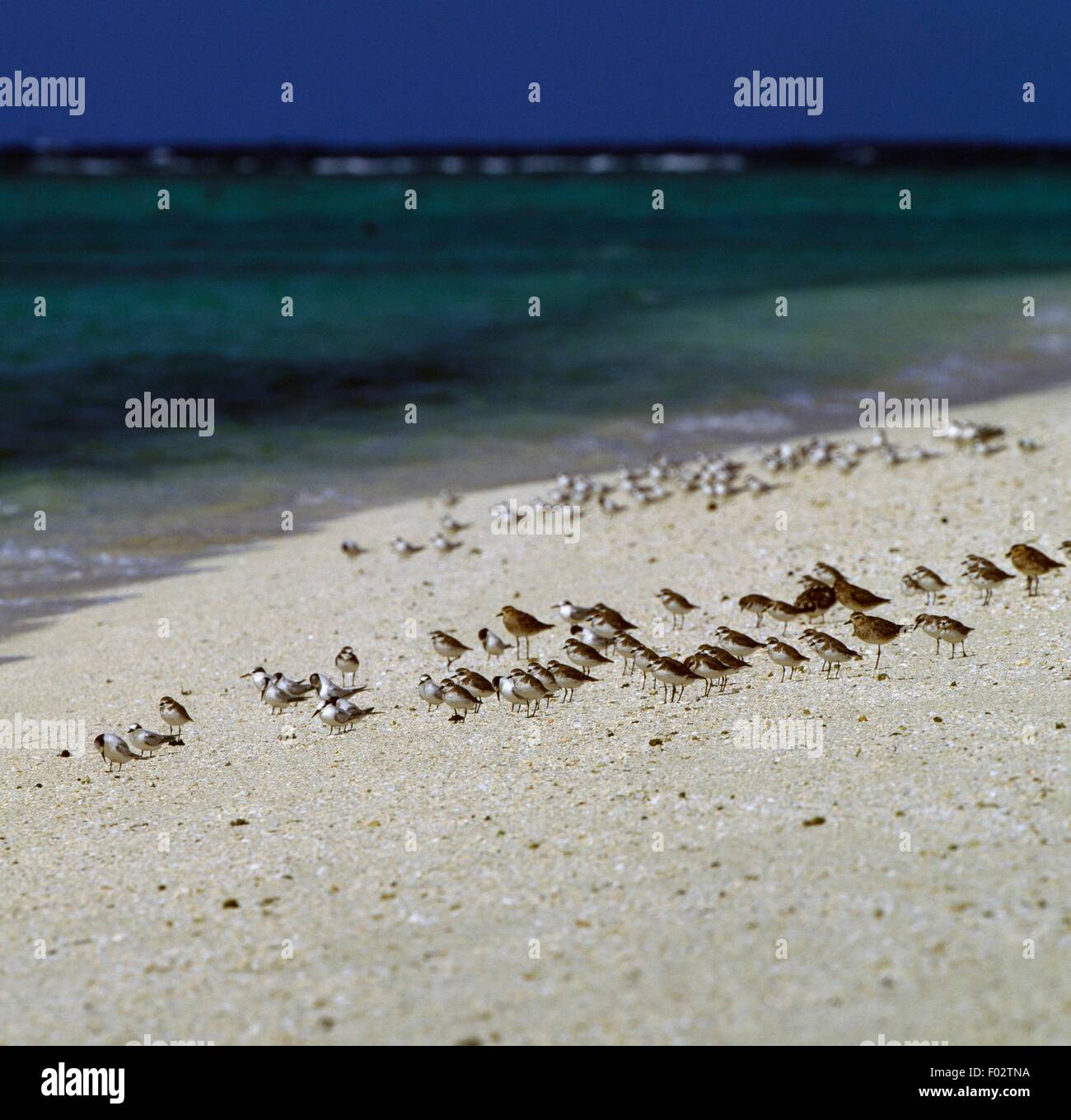Bird colony on the beach, North West Island, Capricornia Cays National ...