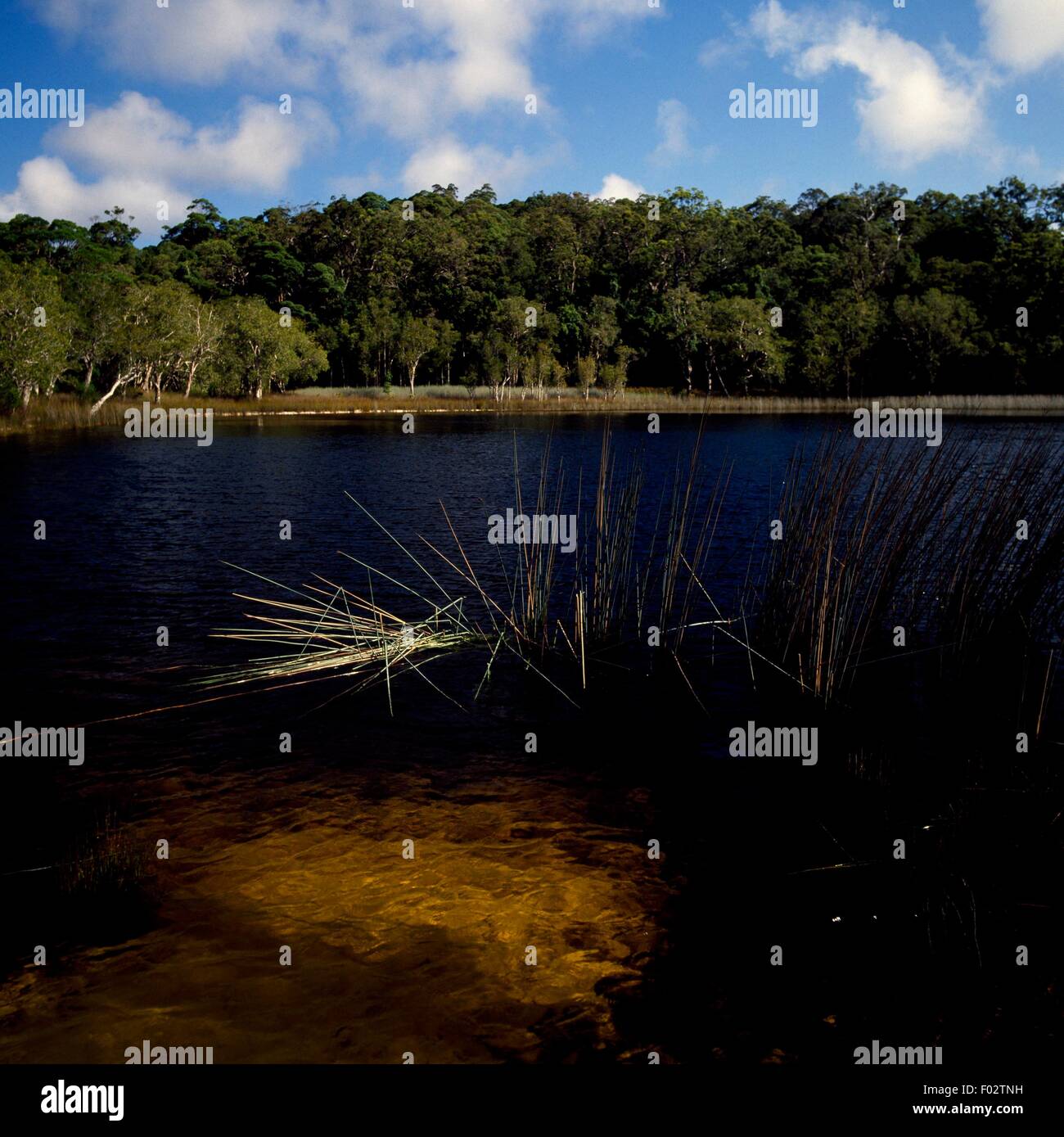 Poona Lake, Cooloola, Great Sandy National Park, (UNESCO World Heritage ...