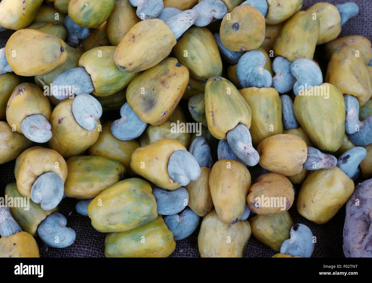 Cameroon nut hi-res stock photography and images - Alamy