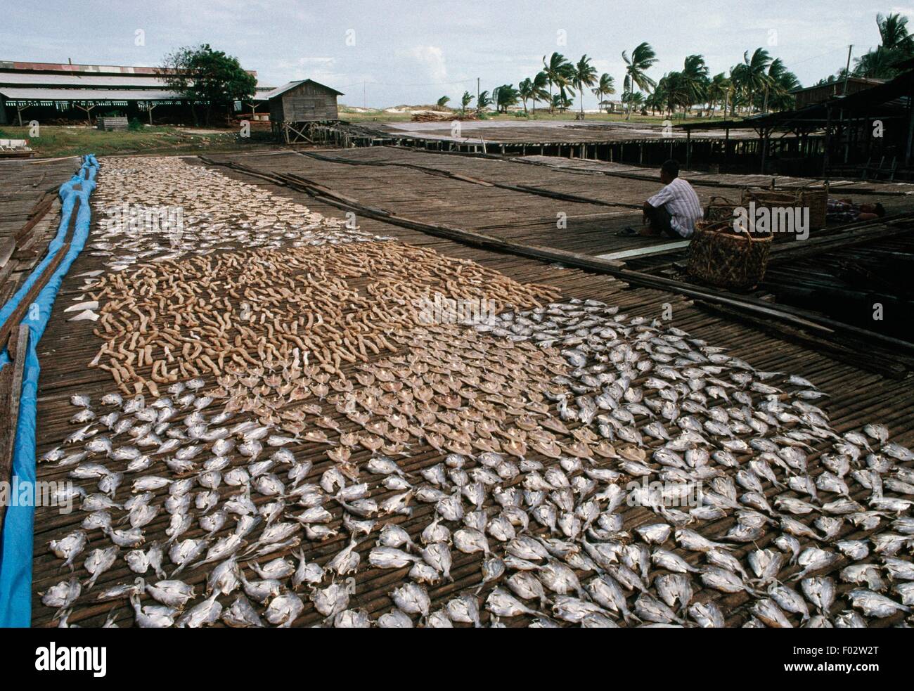 Drying fish in a fishing village, Beserah, Malaysia Stock Photo - Alamy