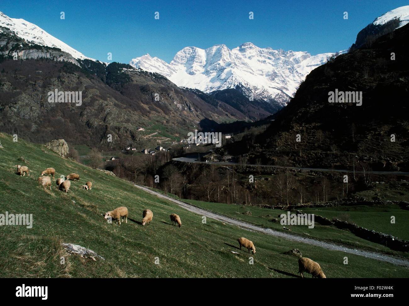 Flock of sheep grazing, Pyrenees National Park (Parc National des ...