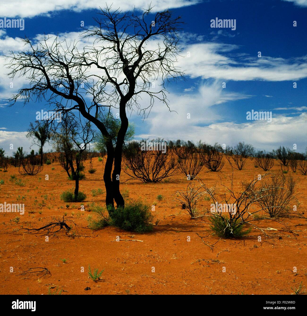 Semi-desert vegetation near Ayers Rock (Uluru), Uluru-Kata Tjuta ...