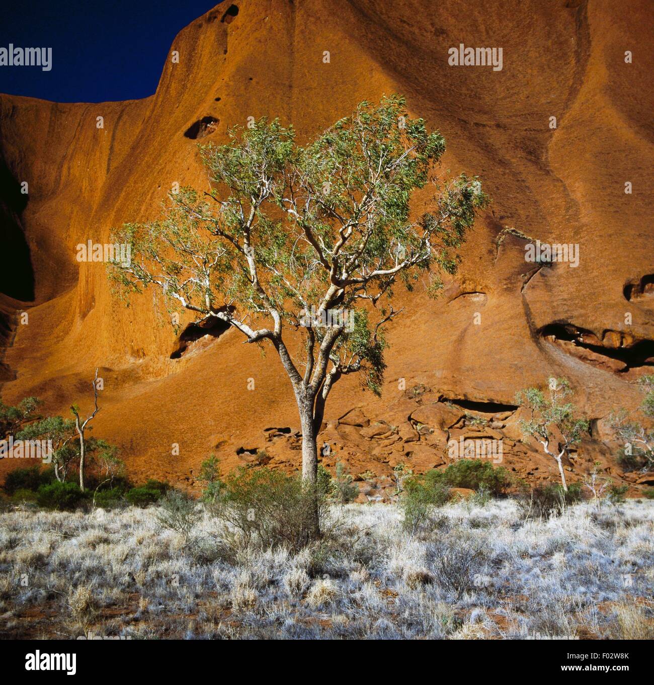 Tree at the foot of the western slope of Ayers Rock (Uluru), Uluru-Kata ...