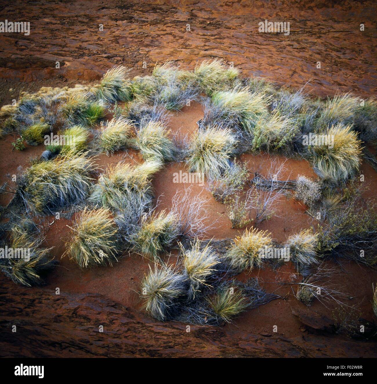 Vegetation at the top of Ayers Rock (Uluru), Uluru-Kata Tjuta National ...