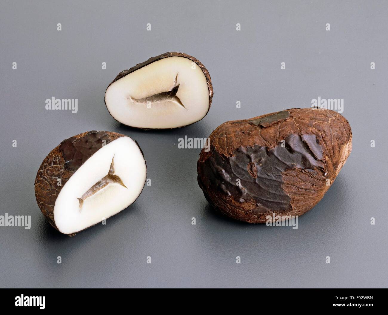 Seeds of vegetable ivory, or Corozo, from palm Phytelephas macrocarpa ...