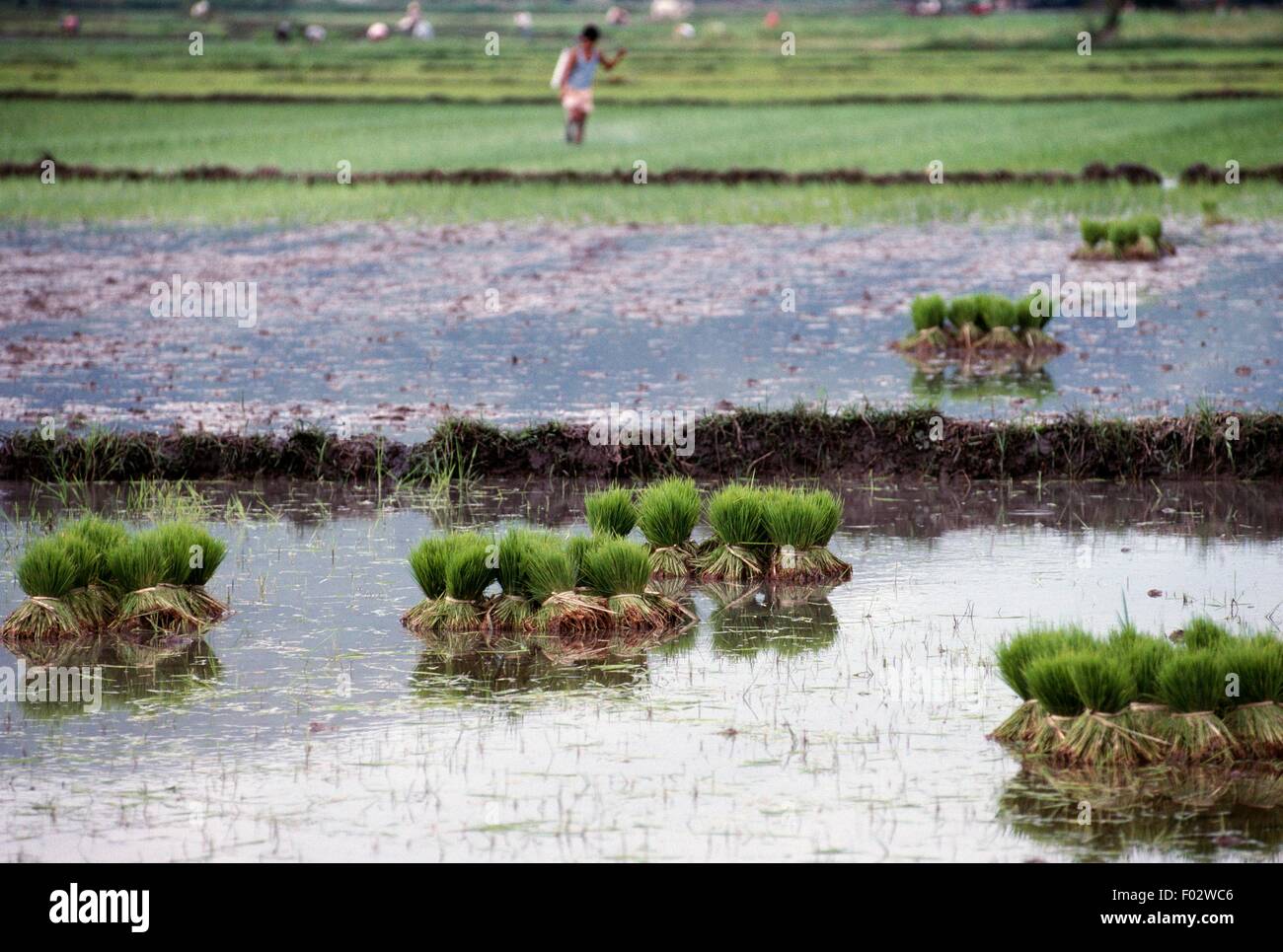 Rice fields near Bagabag, island of Luzon, Philippines Stock Photo - Alamy