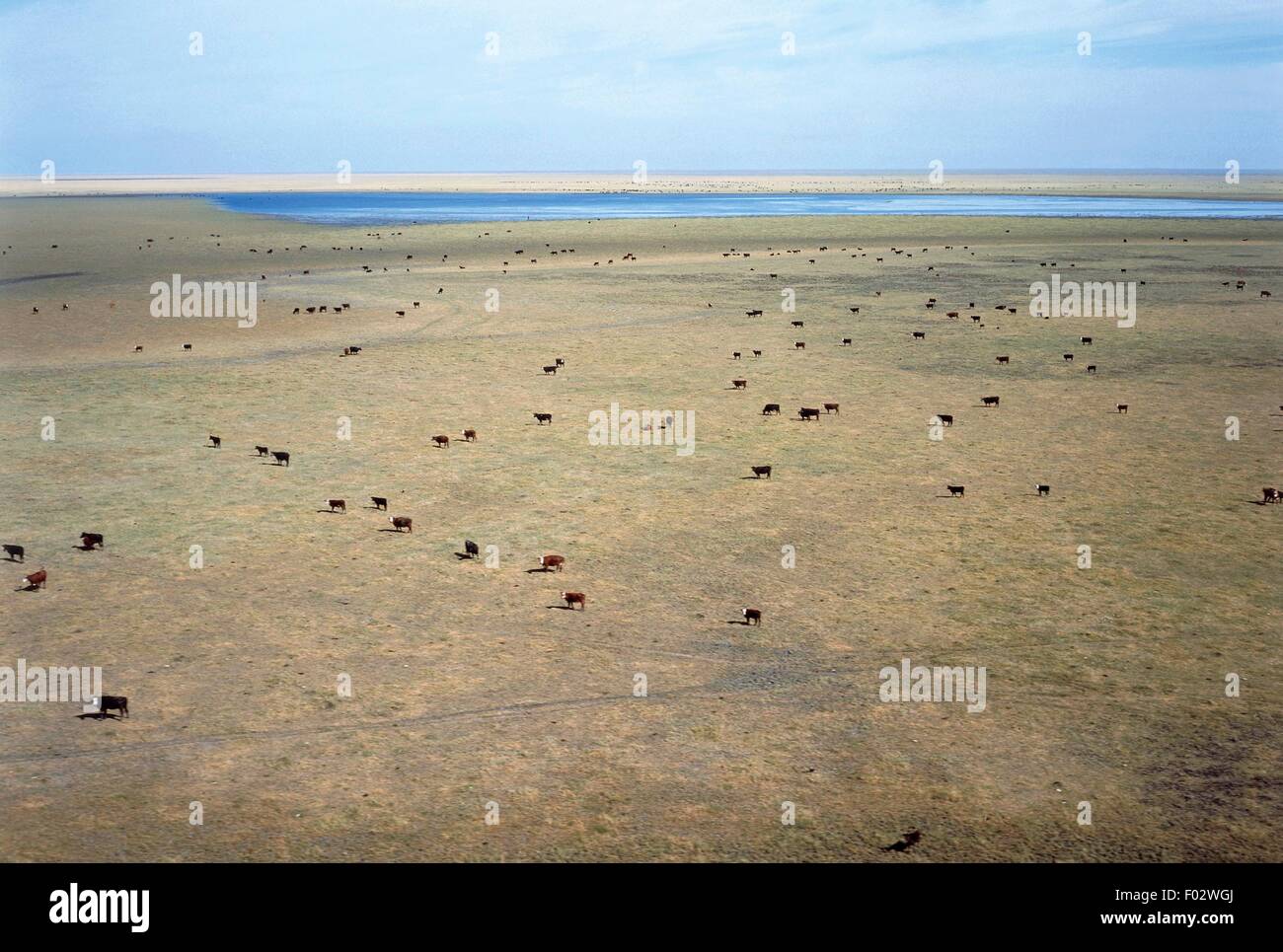 Aerial view of the pampas with Laguna La Loca (lagoon) and cattle ...