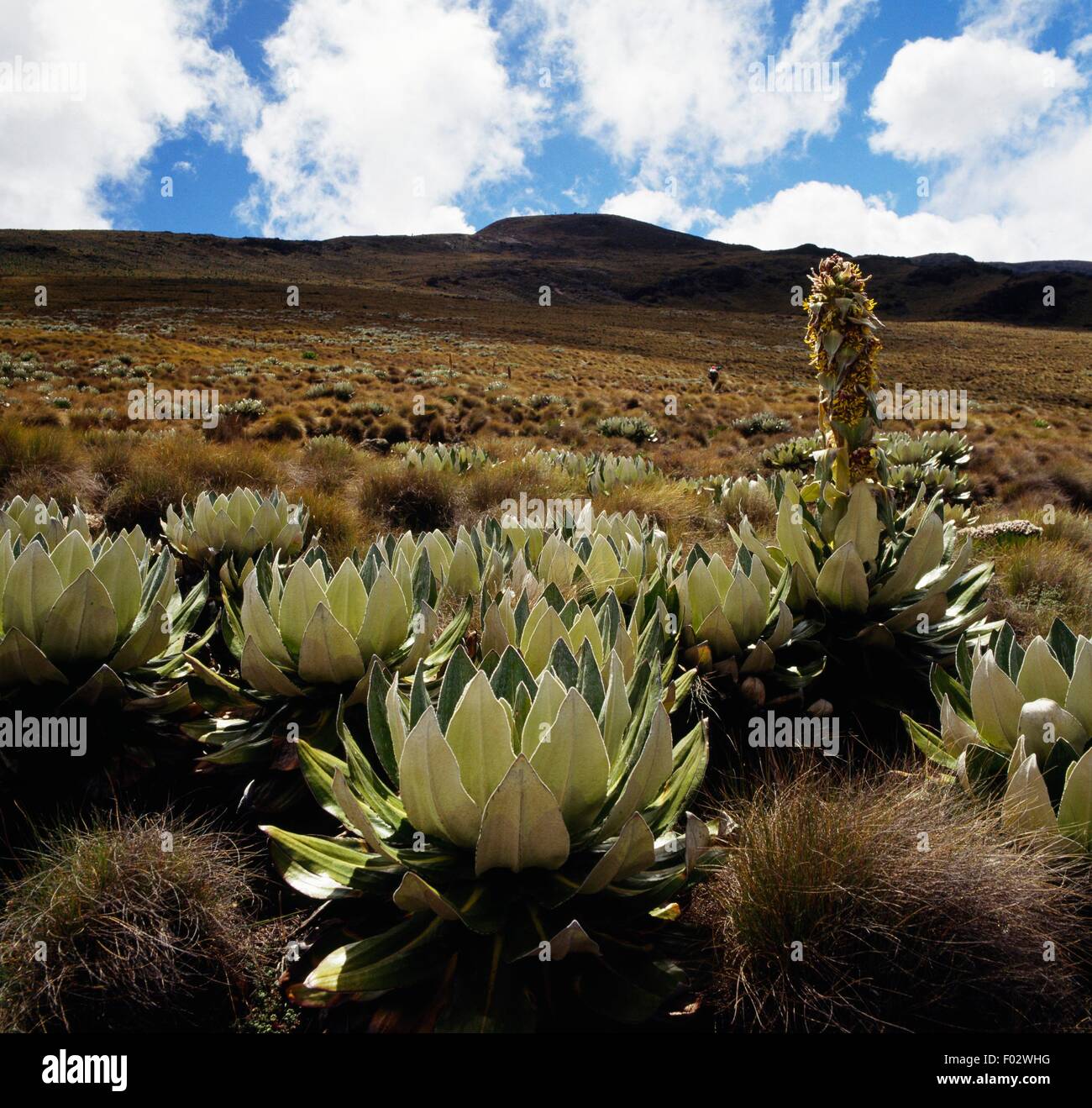 Ragwort or Senecio plants, Mount Kenya National Park (UNESCO World ...