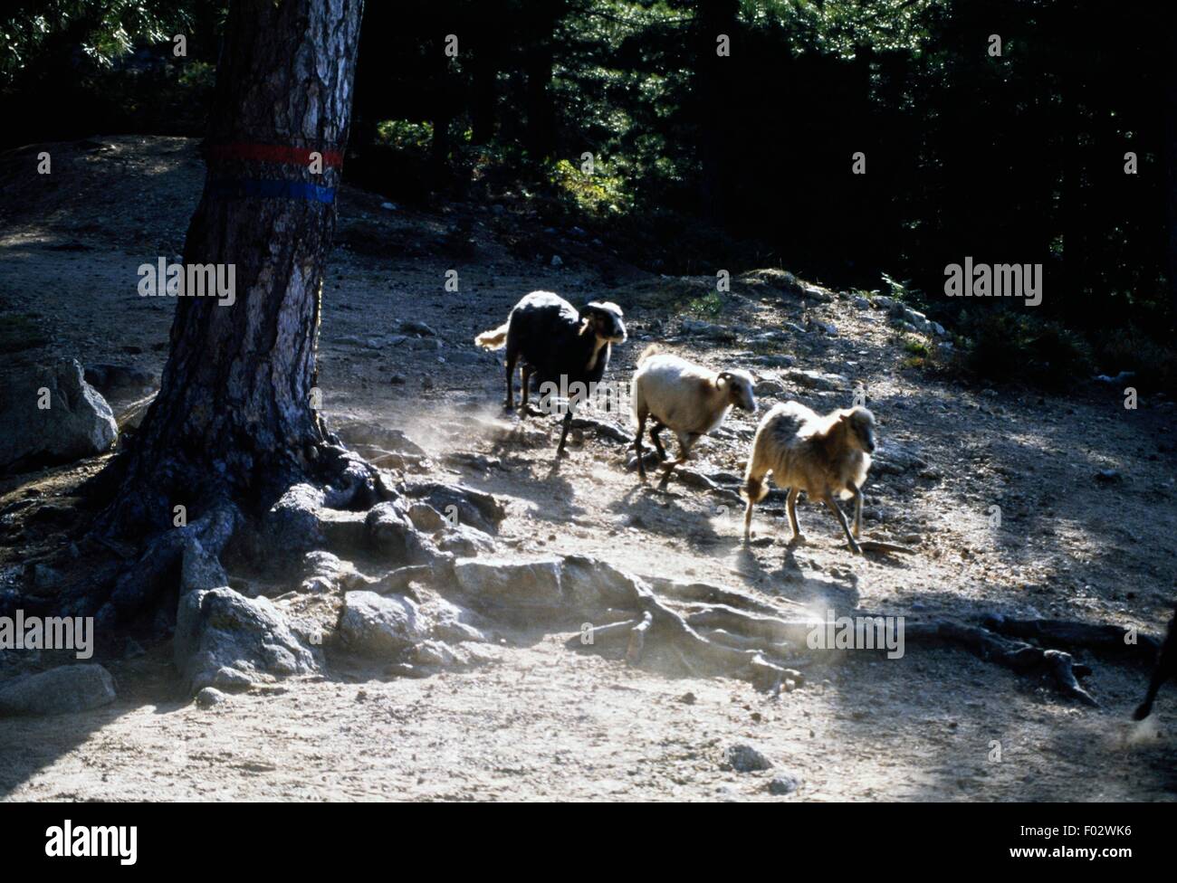 Domestic animals living in a semi-wild state, Regional Natural Park of ...